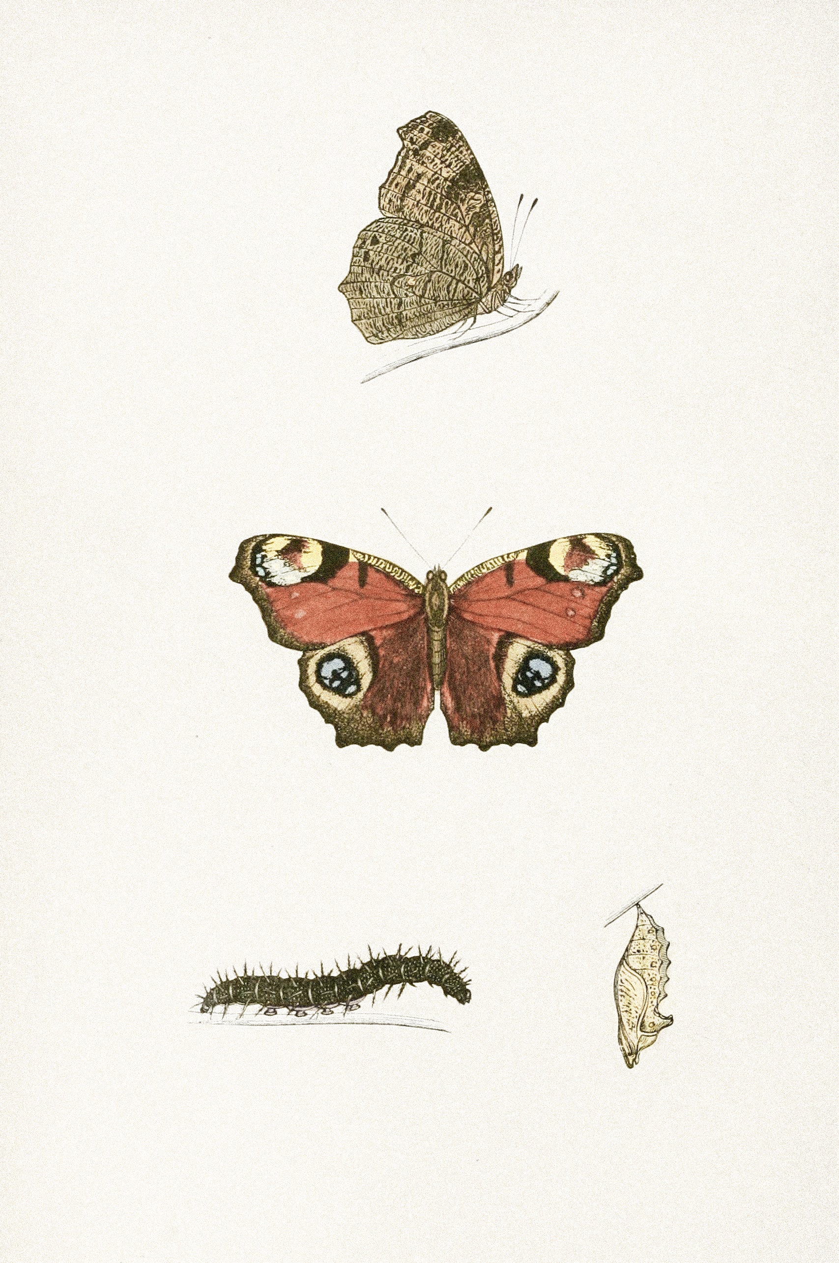 Vintage Butterfly Print | Moth Series – Cardinal Farmhouse