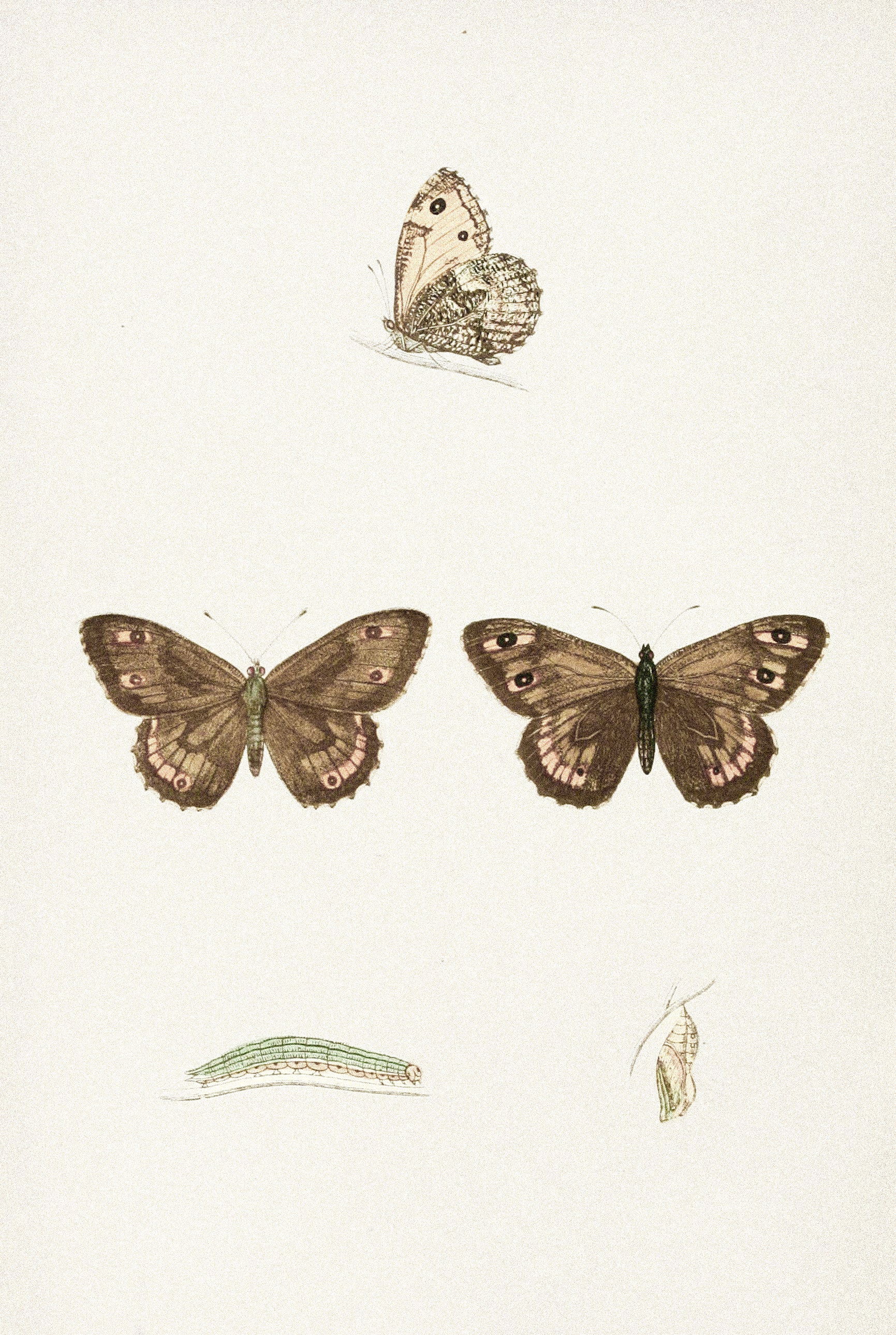 Vintage Butterfly Print | Metamorphosis – Cardinal Farmhouse